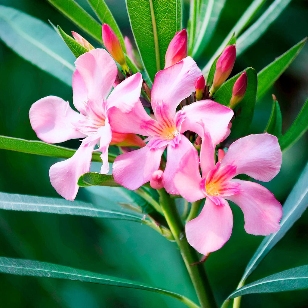 Le Laurier Rose : Une plante toxique ? Vous saurez tout