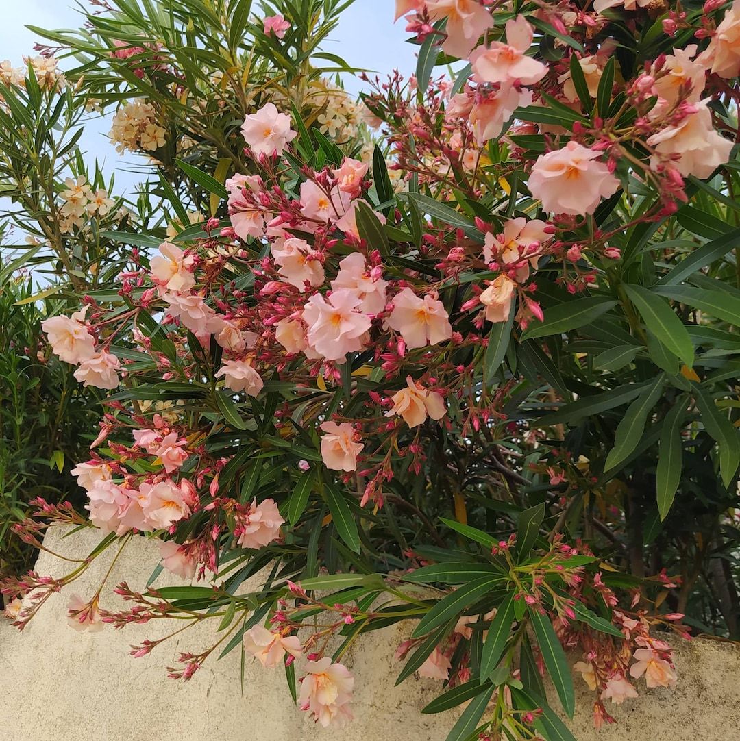 Laurier Rose 'Saumon' - La Coopérative des Lauriers Roses