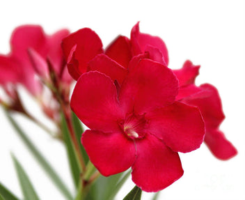 Le Laurier Rose : Une plante toxique ? Vous saurez tout